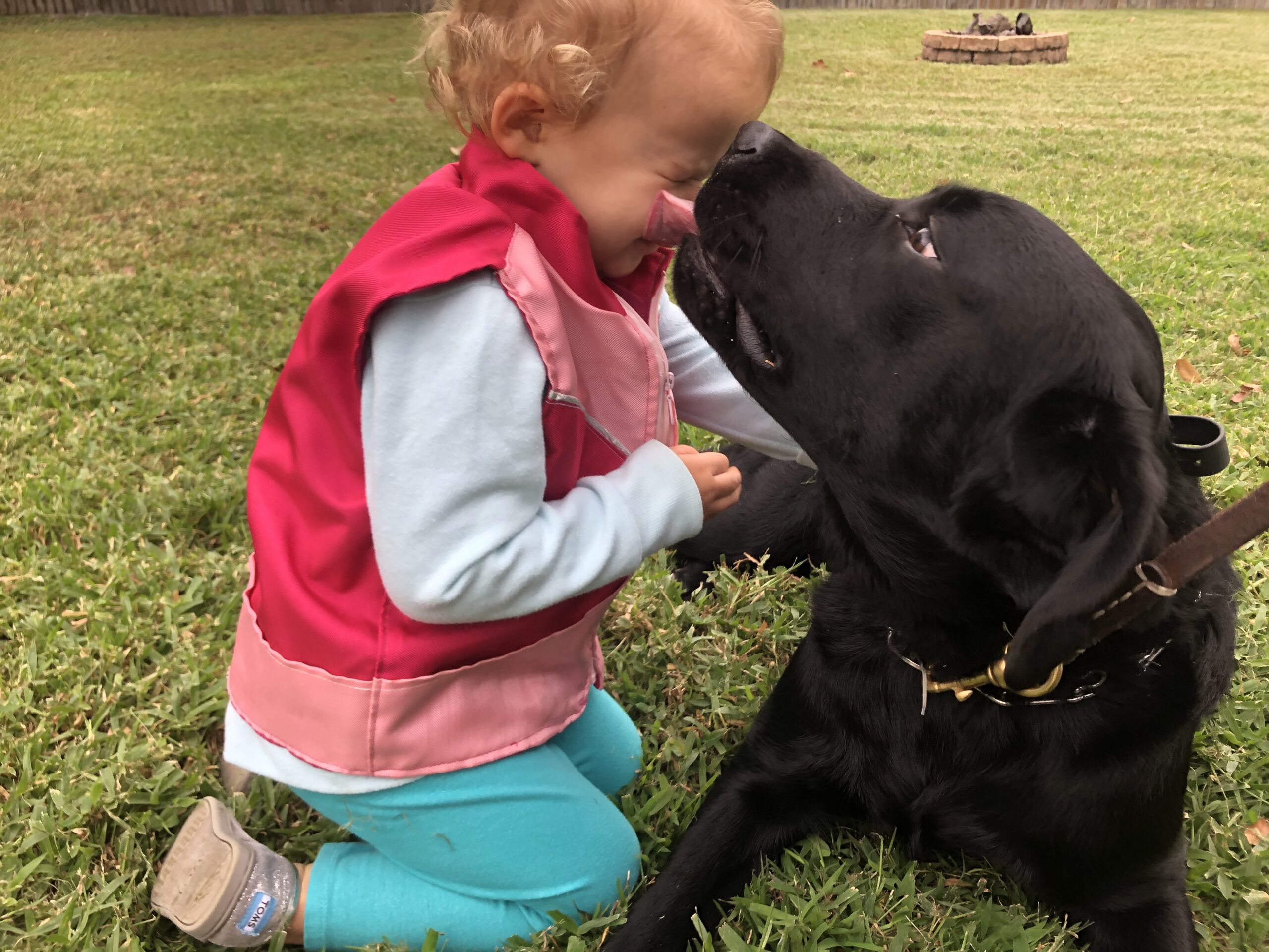 When Enough is Enough | The Limits of Tolerance in Dogs - The Dog House