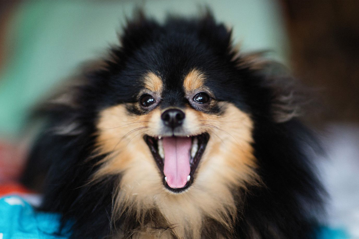 How to Curb Excessive Barking at Home