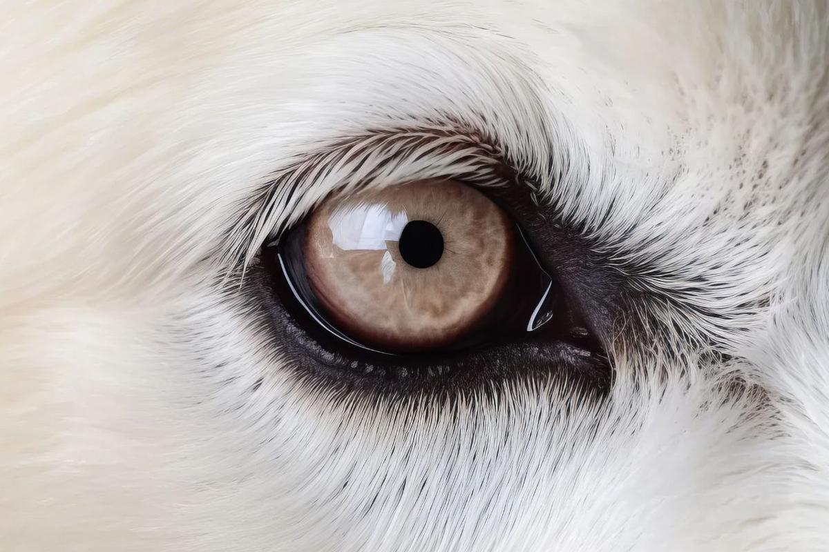 How to Improve Your Dog’s Focus Around Distractions