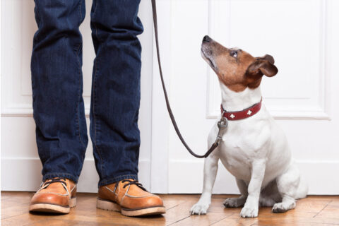 Why Owner Body Language Matters More Than Words in Training