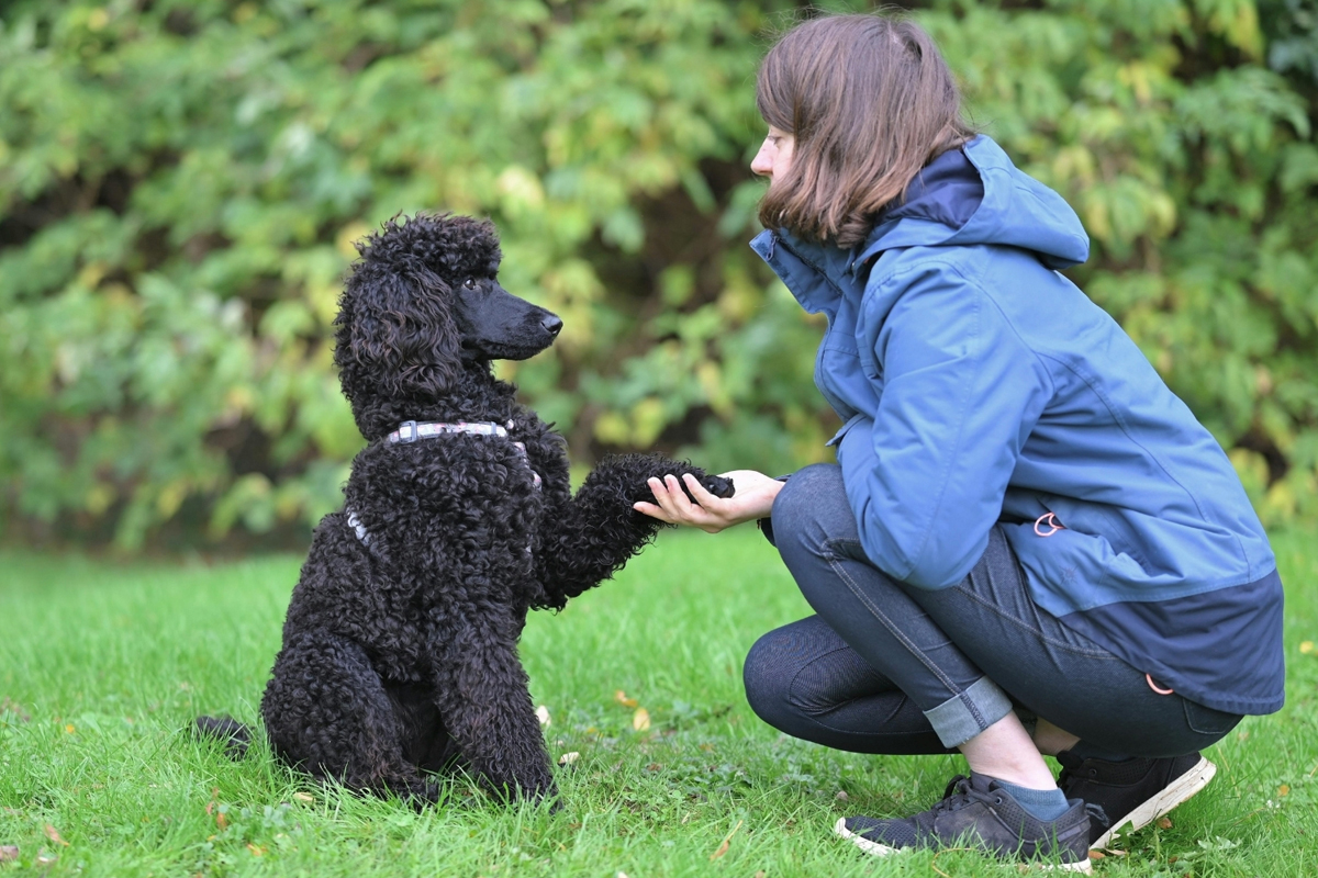Board-and-Train vs In-Home Dog Training: Which Is Right for Your Dog?