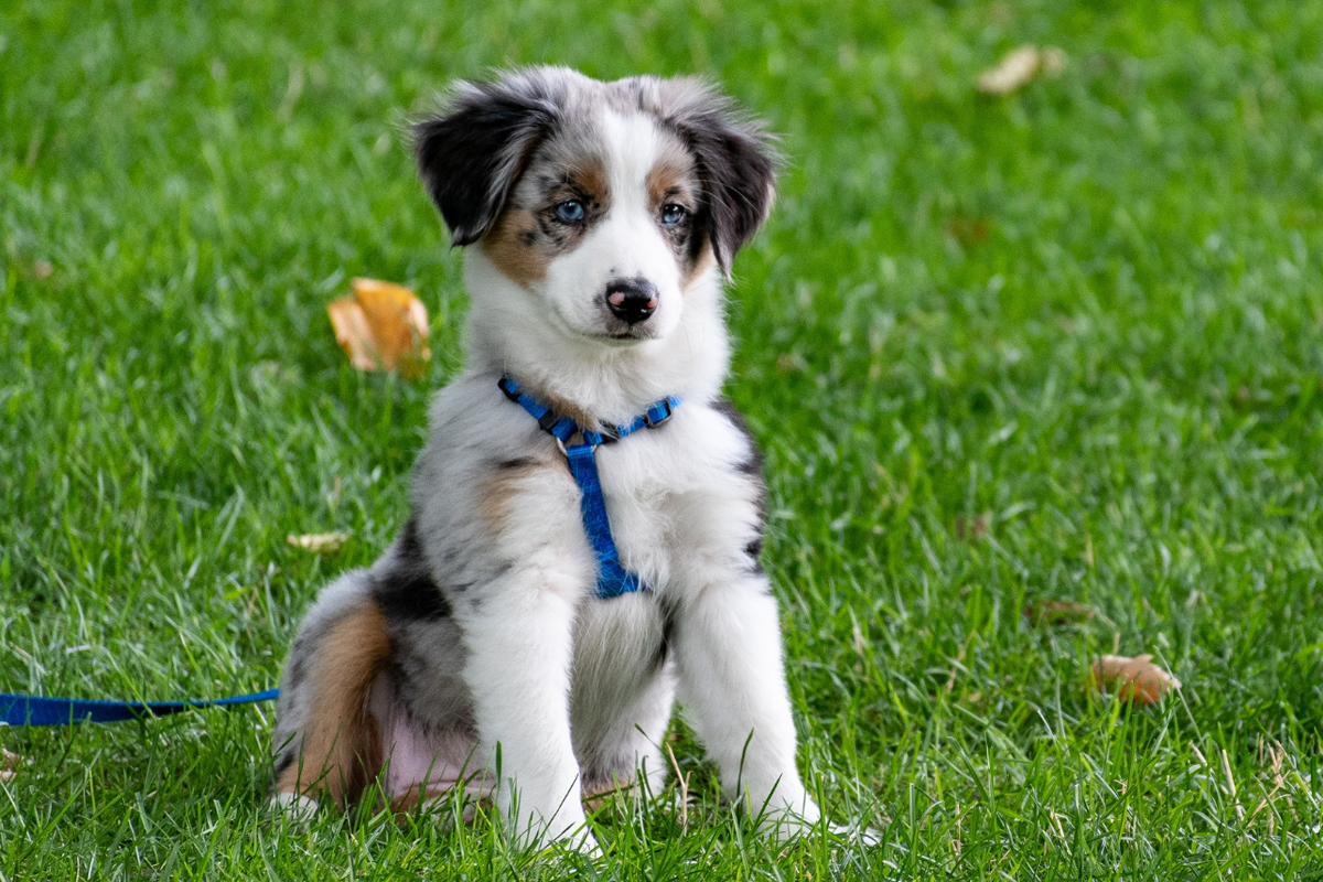 Choosing the Right Training Program for Your Dog’s Needs